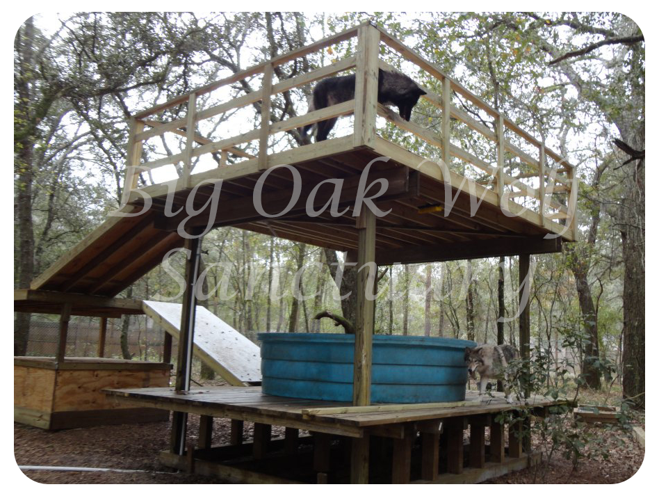 Big Oak Wolf Sanctuary: The Work We Rarely See – Common Wonders